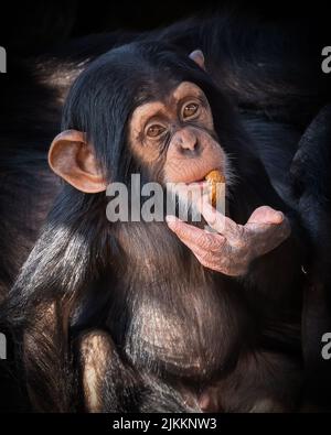 Closeup shot of a monkey in the zoo in Topeka in Kansas USA Stock Photo ...