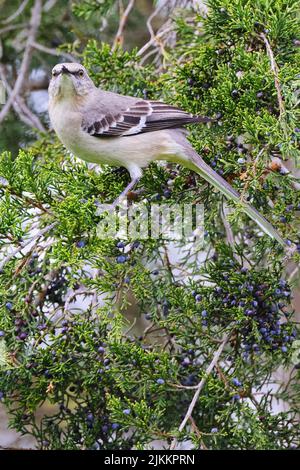 Northern mockingbird perched on a branch Stock Photo - Alamy