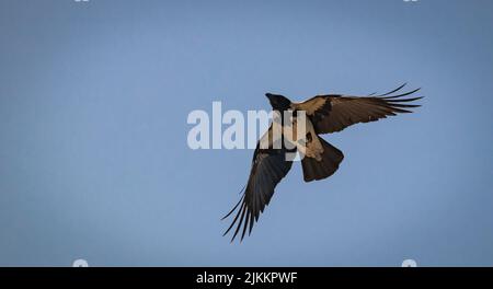 Low angle shot of a flying hawk with the blue sky on the background ...