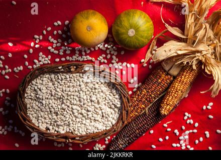 Maize (corn), tepary beans and squash are traditional foods of many ...
