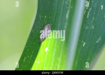 Brown lacewing Hemerobius humulinus adult on plum leaf Stock Photo - Alamy
