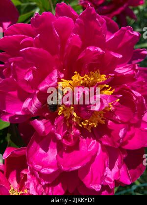 A vertical closeup of a pink Moutan peony Stock Photo - Alamy