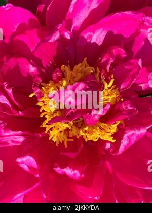 A vertical closeup of a pink Moutan peony Stock Photo - Alamy