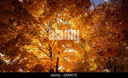 A low angle shot of maple trees with golden leaves Stock Photo - Alamy