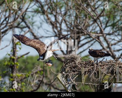 Closeup shot of an Osprey flying over a lake Stock Photo - Alamy