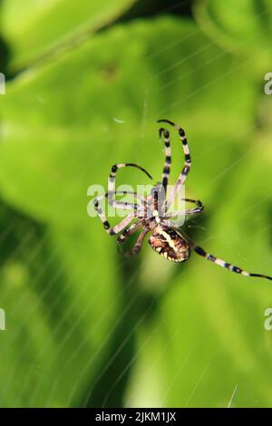 tiger spider, or wasp spider. creepy male spider is waiting in bay tree ...