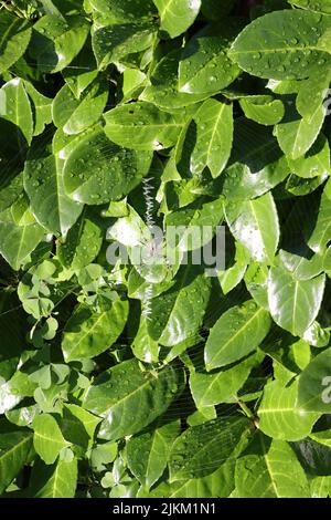 tiger spider, or wasp spider. creepy male spider is waiting in bay tree ...