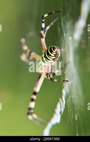 tiger spider, or wasp spider. creepy male spider is waiting in bay tree ...