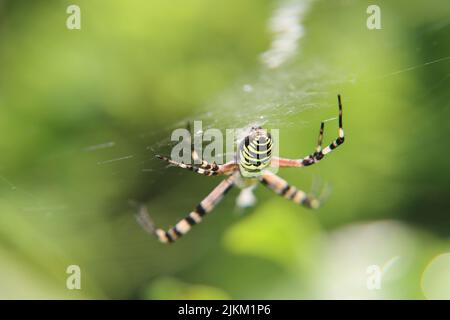 tiger spider, or wasp spider. creepy male spider is waiting in bay tree ...