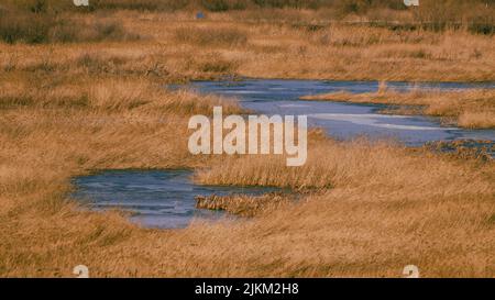 A brown swampy marsh with blue puddles Stock Photo - Alamy