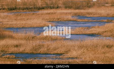 A brown swampy marsh with blue puddles Stock Photo - Alamy