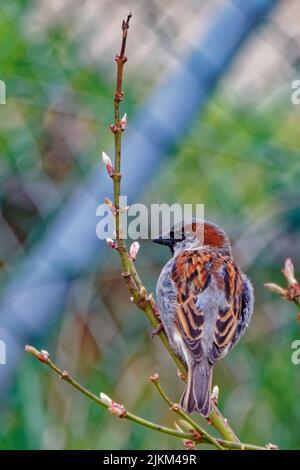 A vertical shot of a wild sparrow on the cactus plant in Naples ...