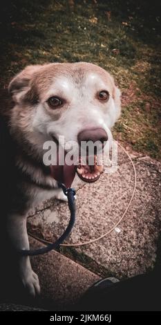 Vertical shot of a cute husky dog with a birthday hat Stock Photo - Alamy