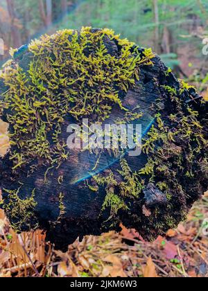 A vertical shot of a mossy tree in the forest Stock Photo - Alamy