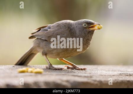 A closeup shot of Jungle babbler (Argya striata) sitting in tree branch ...