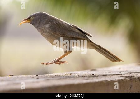 A closeup shot of Jungle babbler (Argya striata) sitting in tree branch ...