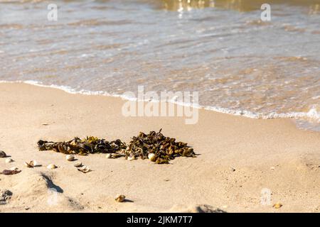 seawead at beach north sea Stock Photo - Alamy