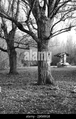 A beautiful shot of leafless trees in a forest during a golden hour ...