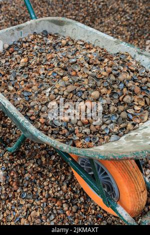 A view of seashells used as construction material Stock Photo - Alamy