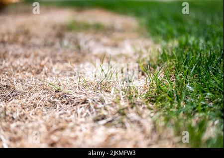 Visible distinction between healthy lawn and chemical burned grass ...