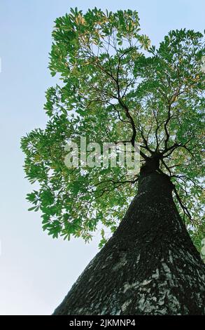 Vertical shot of beautiful tall green palm trees against a blue cloudy ...