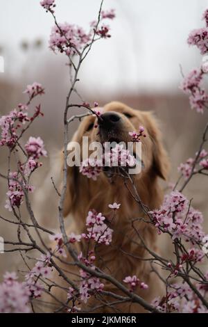 selective focus of golden retriever near senior man celebrating ...