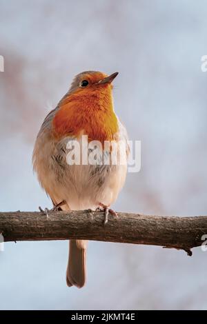 A closeup shot of a Robin bird perching on the branch of a tree - a ...