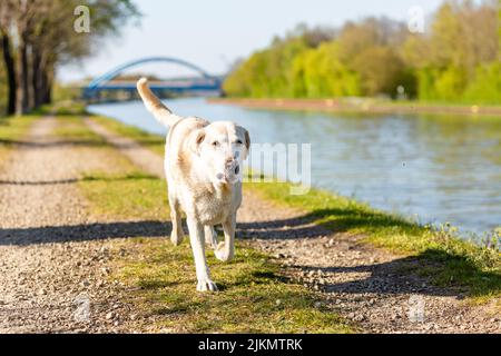 Labrador runs fast on a path along a canal Stock Photo - Alamy