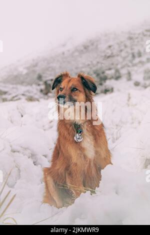 A beautiful shot of german shepherd dog playing with its chew toy in ...
