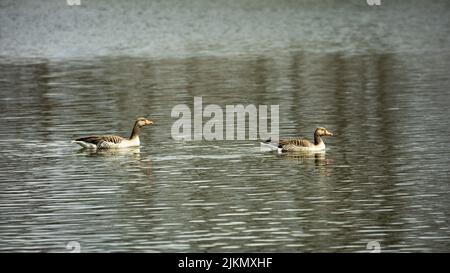 Two adorable ducks swimming in the Amper River, Germany Stock Photo - Alamy
