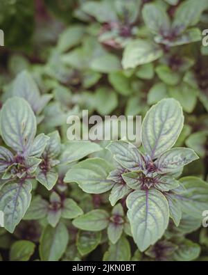 Bush of ocimum basil variety African blue on background of soil Stock ...