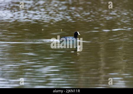 A lone coot floating on a calm lake Stock Photo - Alamy