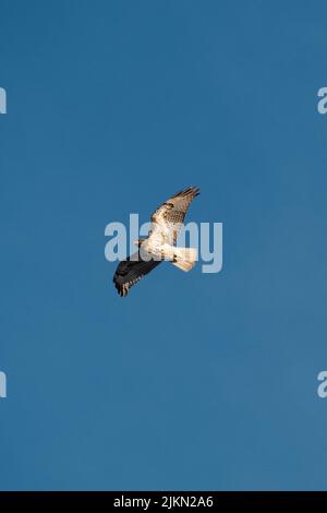 Low angle shot of a common buzzard flying with clear sky in the ...