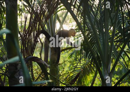 Selective focus shot of a capuchin monkey head on an isolated ...
