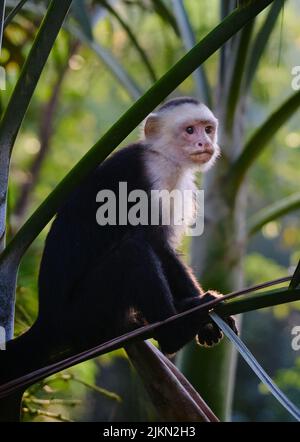 Selective focus shot of a capuchin monkey head on an isolated ...