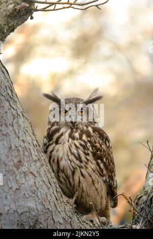 Closeup shot of an owl perched on a wood looking straight Stock Photo ...