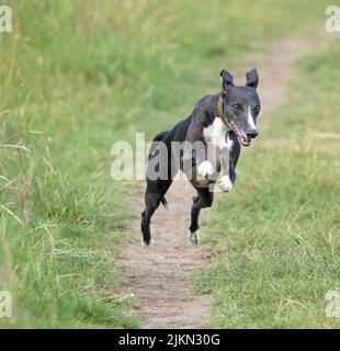 Adorable greyhound dog running in a beautiful green field at daytime ...