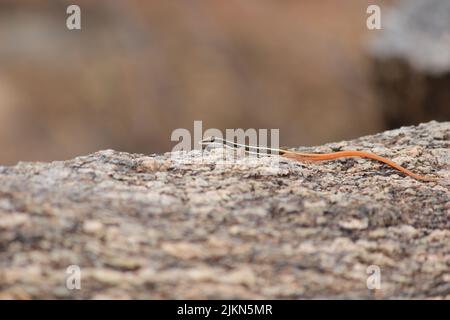 Closeup shot of a lizard on a rock Stock Photo - Alamy
