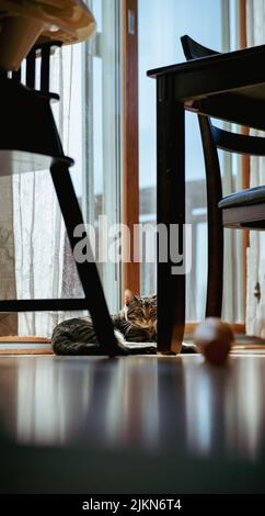 A vertical shot of an adorable cat in the traditional blue house in a ...