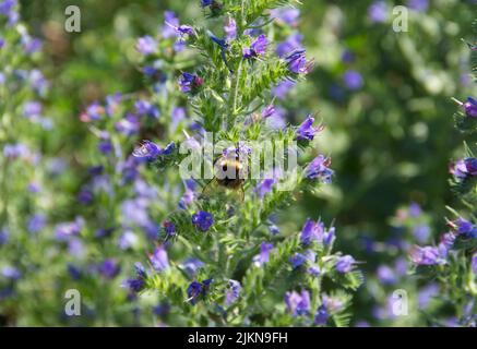 Bruise blooming plants with insects pollinators. Honey flowers in sunny ...