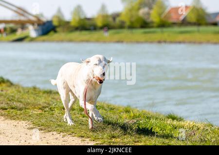 Labrador is playing on a path at a canal Stock Photo - Alamy