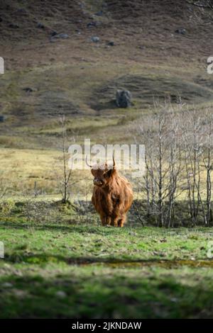 A golden highland cow (heiland coo) in Glen Nevis, Fort William ...