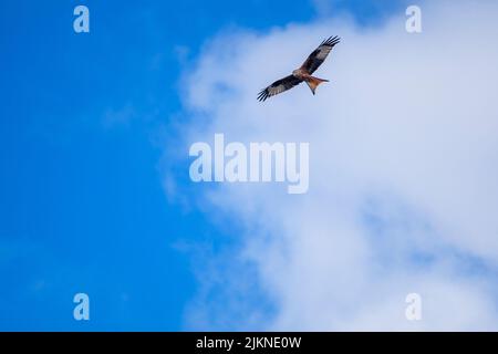 A photo of an eagle soaring high in the sky Stock Photo - Alamy
