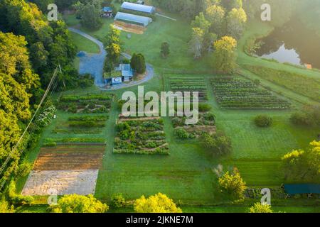 An aerial view of rural ranch with planted field near to a dense forest ...