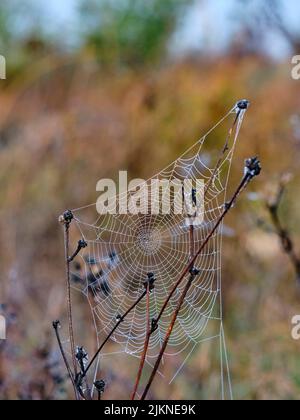 A vertical shot of a spiderweb in the background of Ivy leaves Stock ...