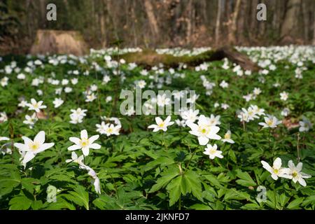 Forest during springtime, close up image of windflowers (Anemone ...