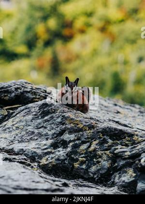 A closeup of a cute Siberian chipmunk in nature sniffing something ...