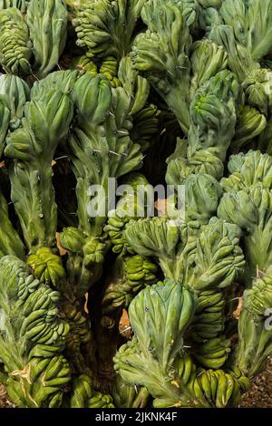 A cluster of green cactus showing their convoluted shape Stock Photo ...