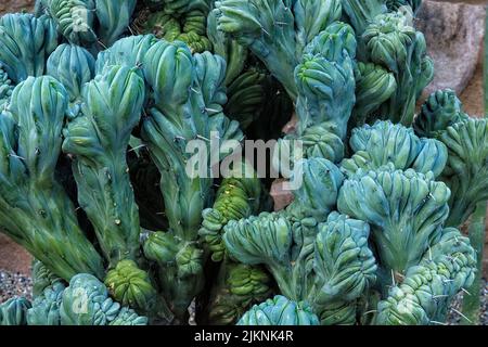 A cluster of green cactus showing their convoluted shape Stock Photo ...