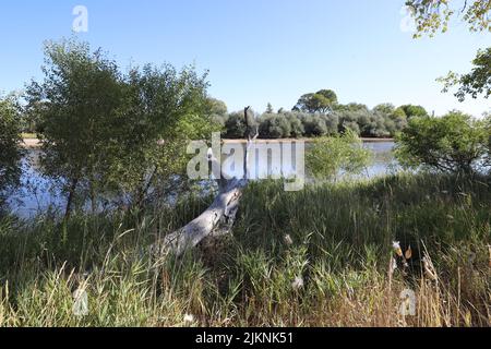 A beautiful shot of White driftwood in green grass and trees by the ...